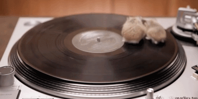 THE TOP 25 COVER SONGS (and albums) OF 2019! - Berkeley Place